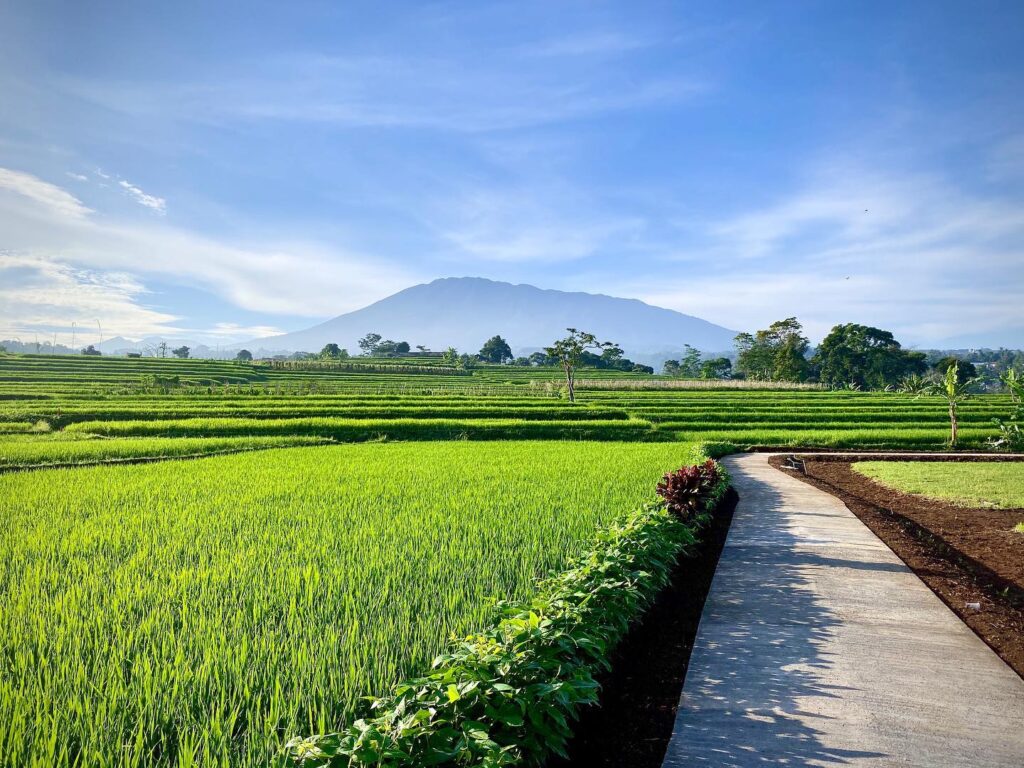 Review Padi Resort Pancawati, Fasilitas dan Harga Sewanya ...