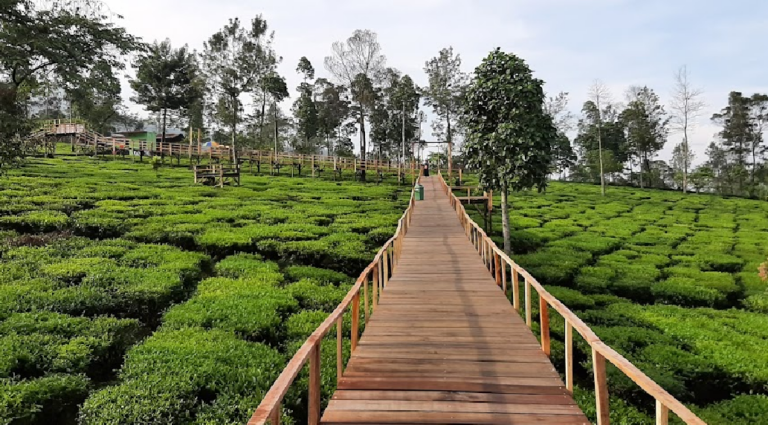 Wisata Kebun Teh Tambi Wonosobo, Destinasi Asyik untuk Menikmati Keindahan Alam dan Budaya ...